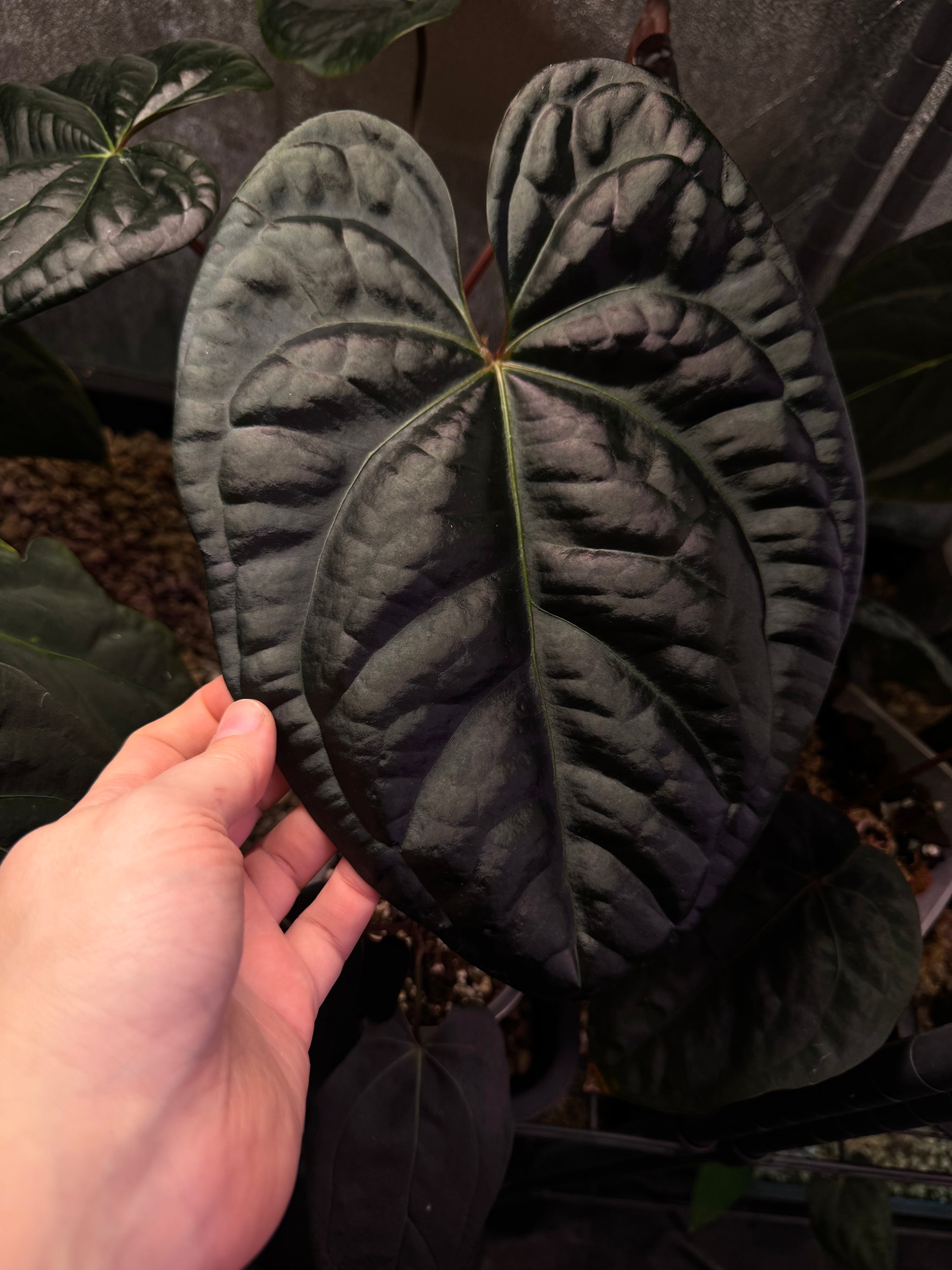 Anthurium Besseae aff x Luxurians