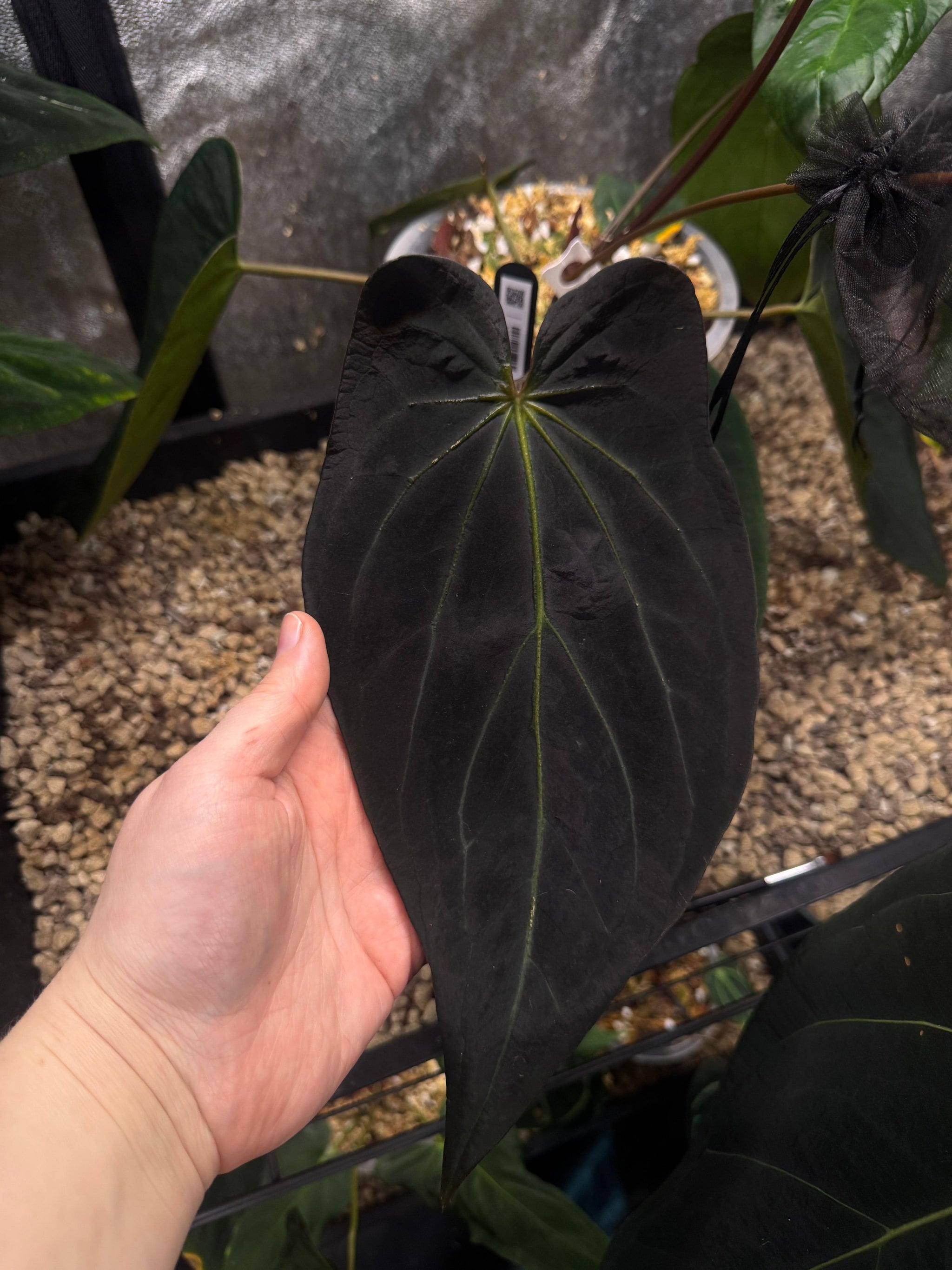 NFS: Anthurium Black Widow '13' X Red Velvet Cake '24'