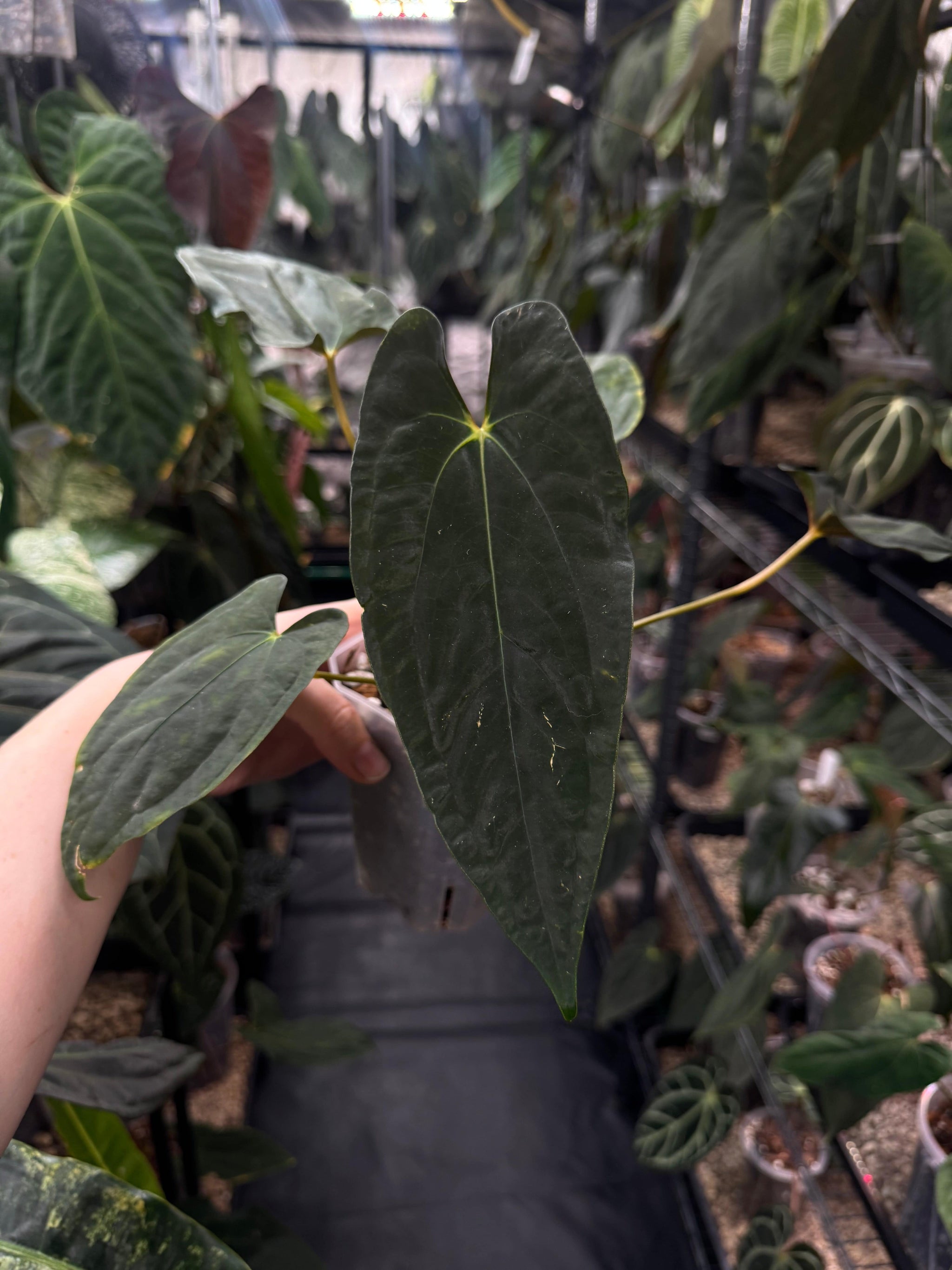 Anthurium (Ralph Lynam x Fort Sherman) (JV) x self