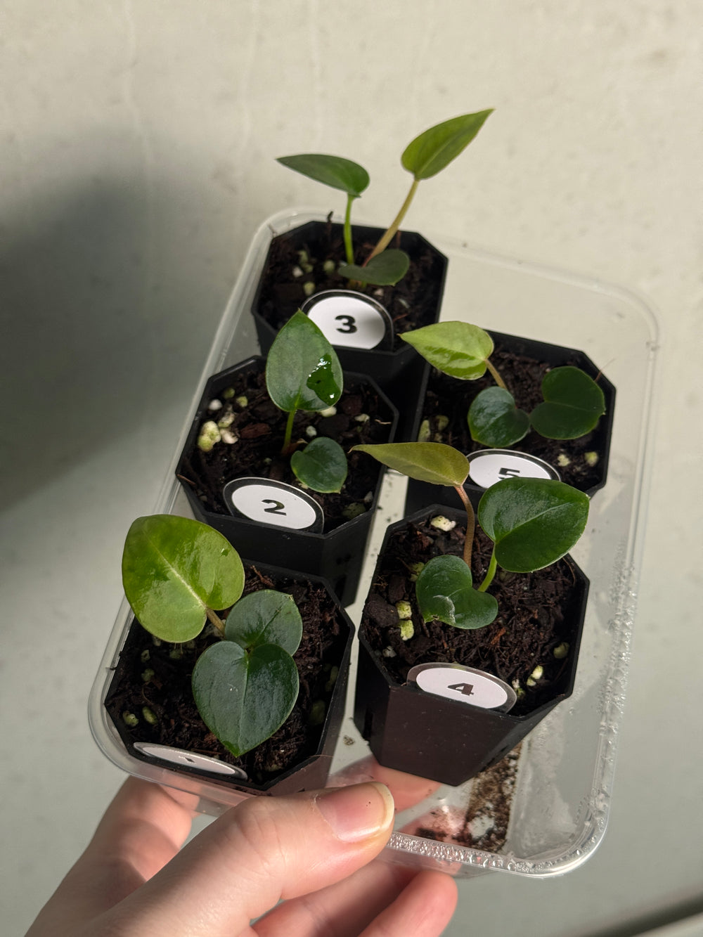 Anthurium (Black Widow x Red Velvet Cake) x Crystallinum ‘Chocolate ...