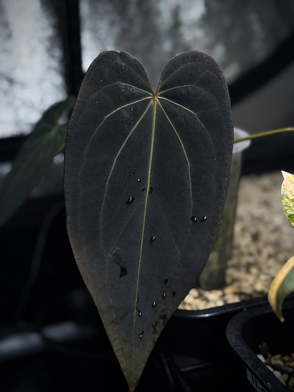 Anthurium Black Widow '13' x Red Velvet Cake '24' - Clone (read ...