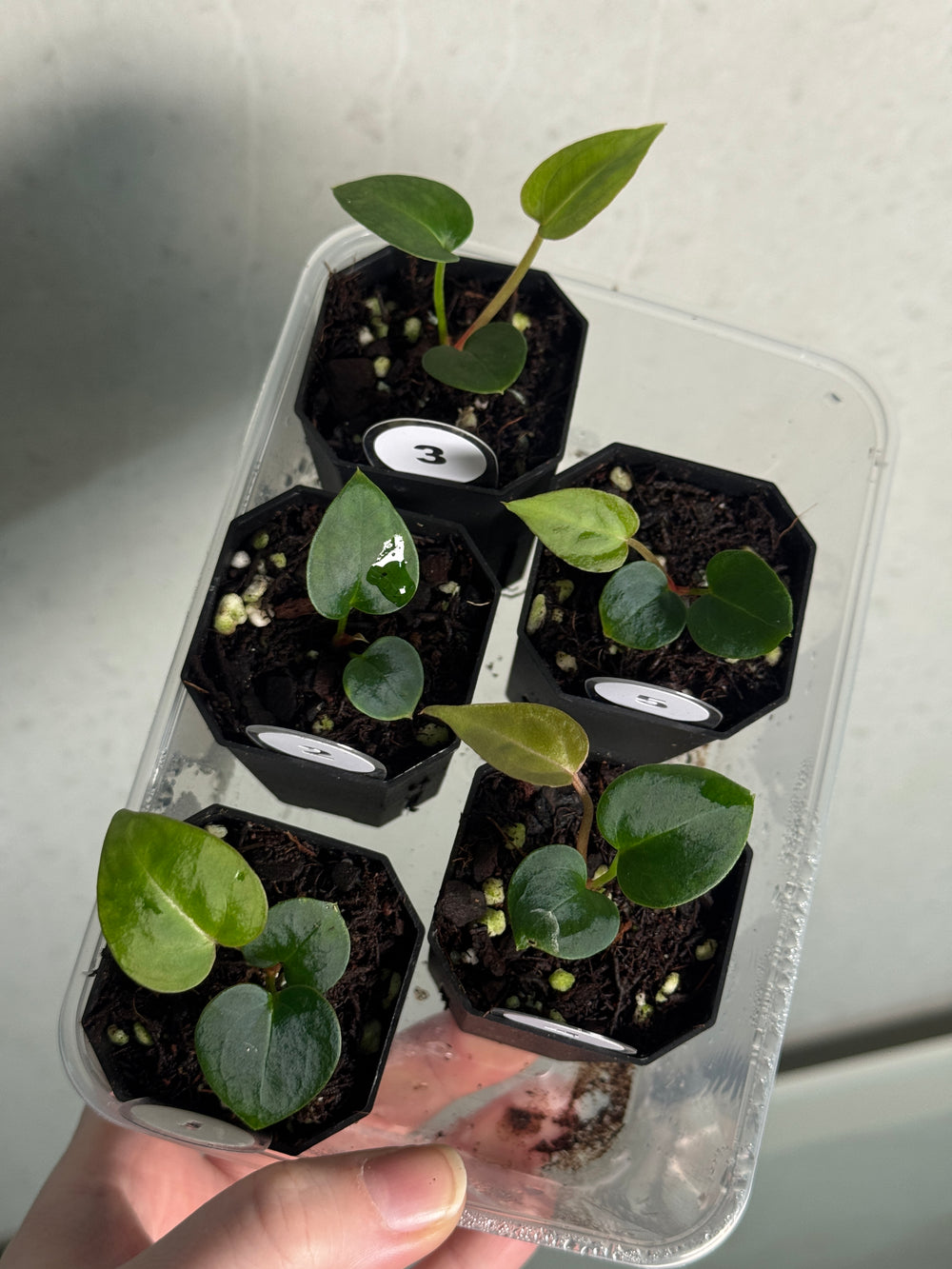 Anthurium (Black Widow x Red Velvet Cake) x Crystallinum ‘Chocolate ...