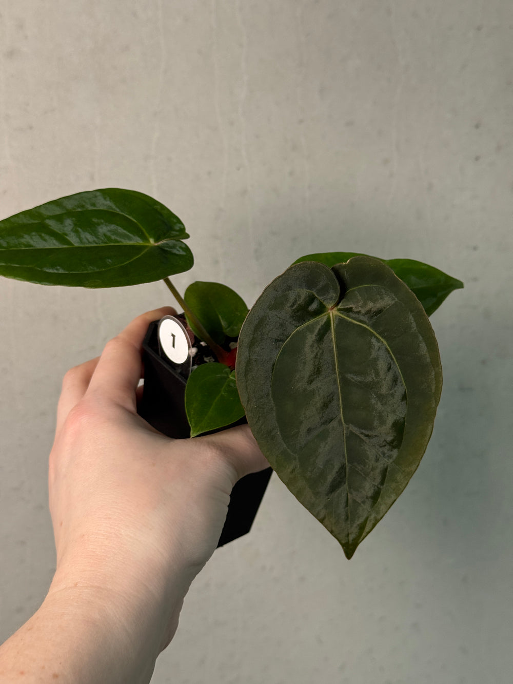 Anthurium Papillilaminum 'Guna Yala' x (Zara x Michelle) | SMUKHI