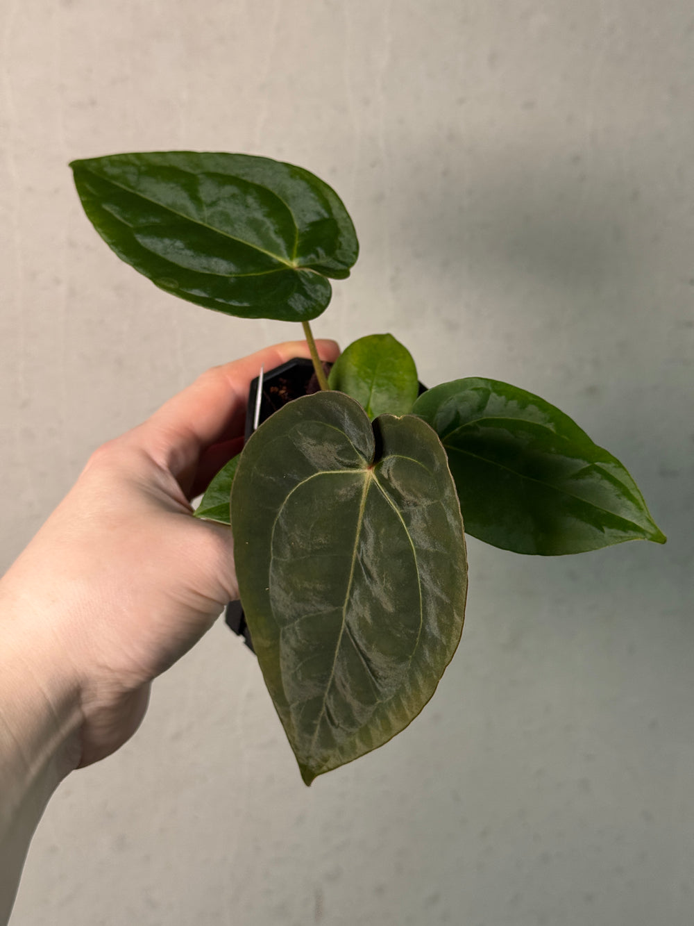 Anthurium Papillilaminum 'Guna Yala' x (Zara x Michelle) | SMUKHI