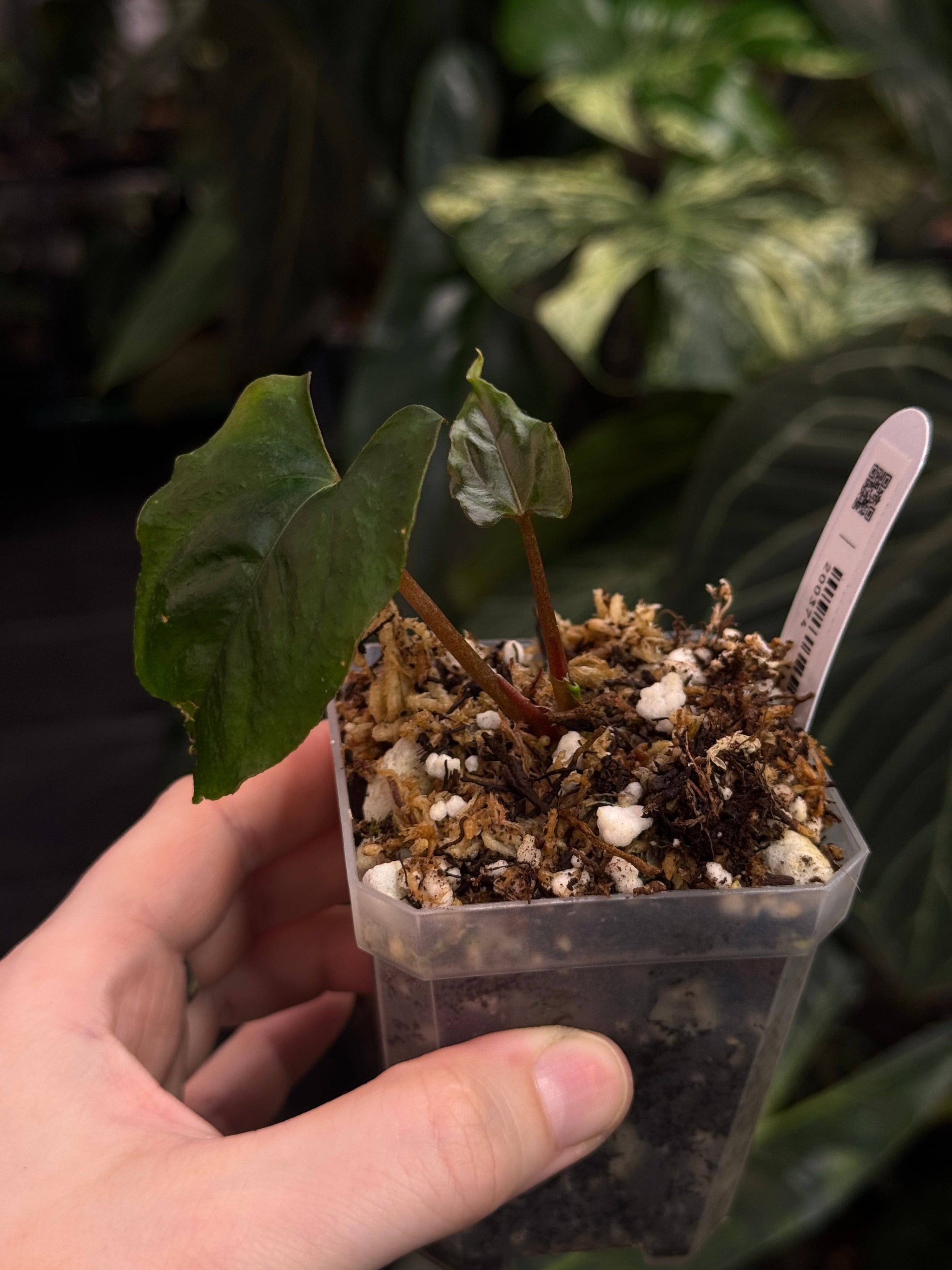 Anthurium Ralph Lynam x self - Clone