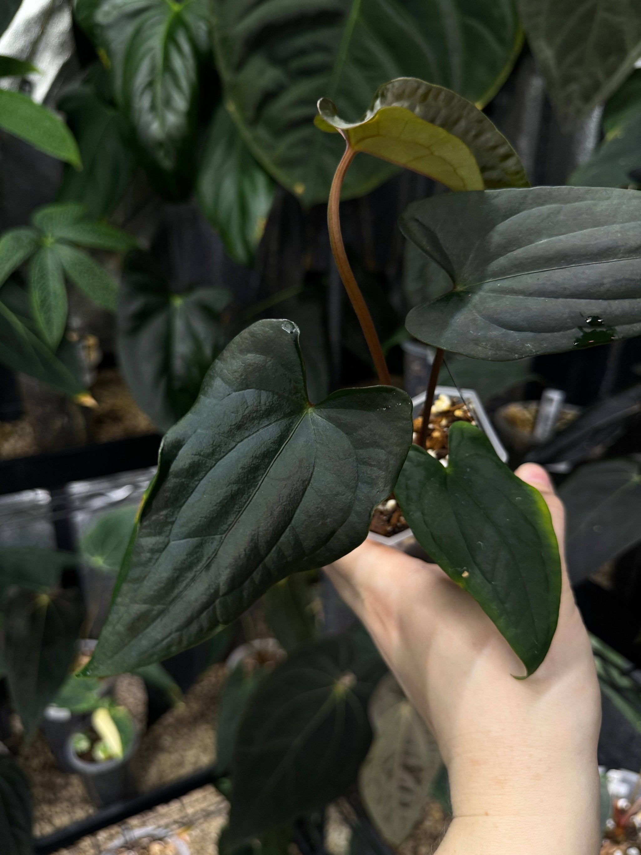 NFS: Anthurium (Fort Sherman x Ralph Lynam) 'Grim Reaper' x Luxurians