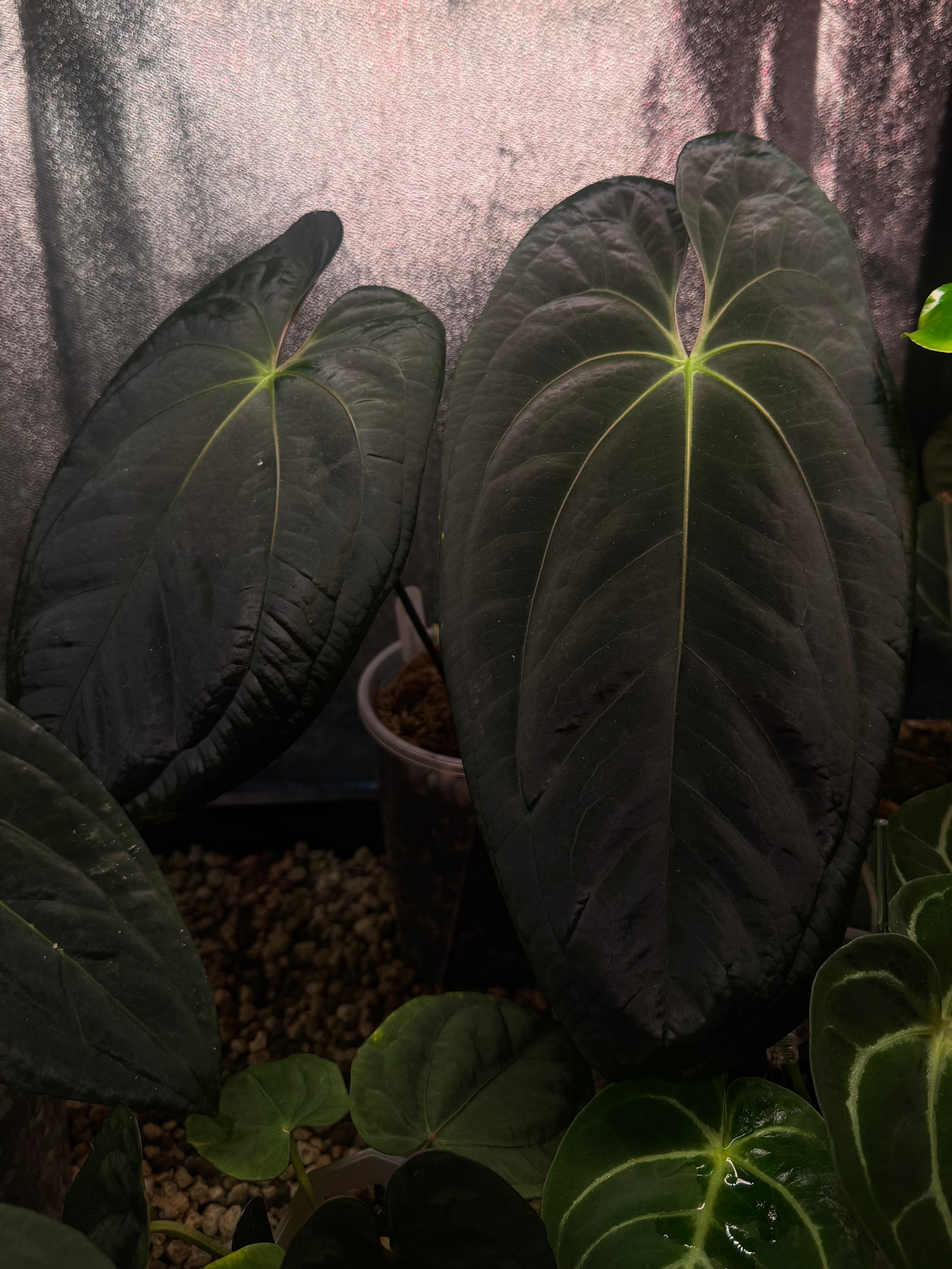 NFS: Anthurium Goliath x Dark Phoenix | SMUKHI