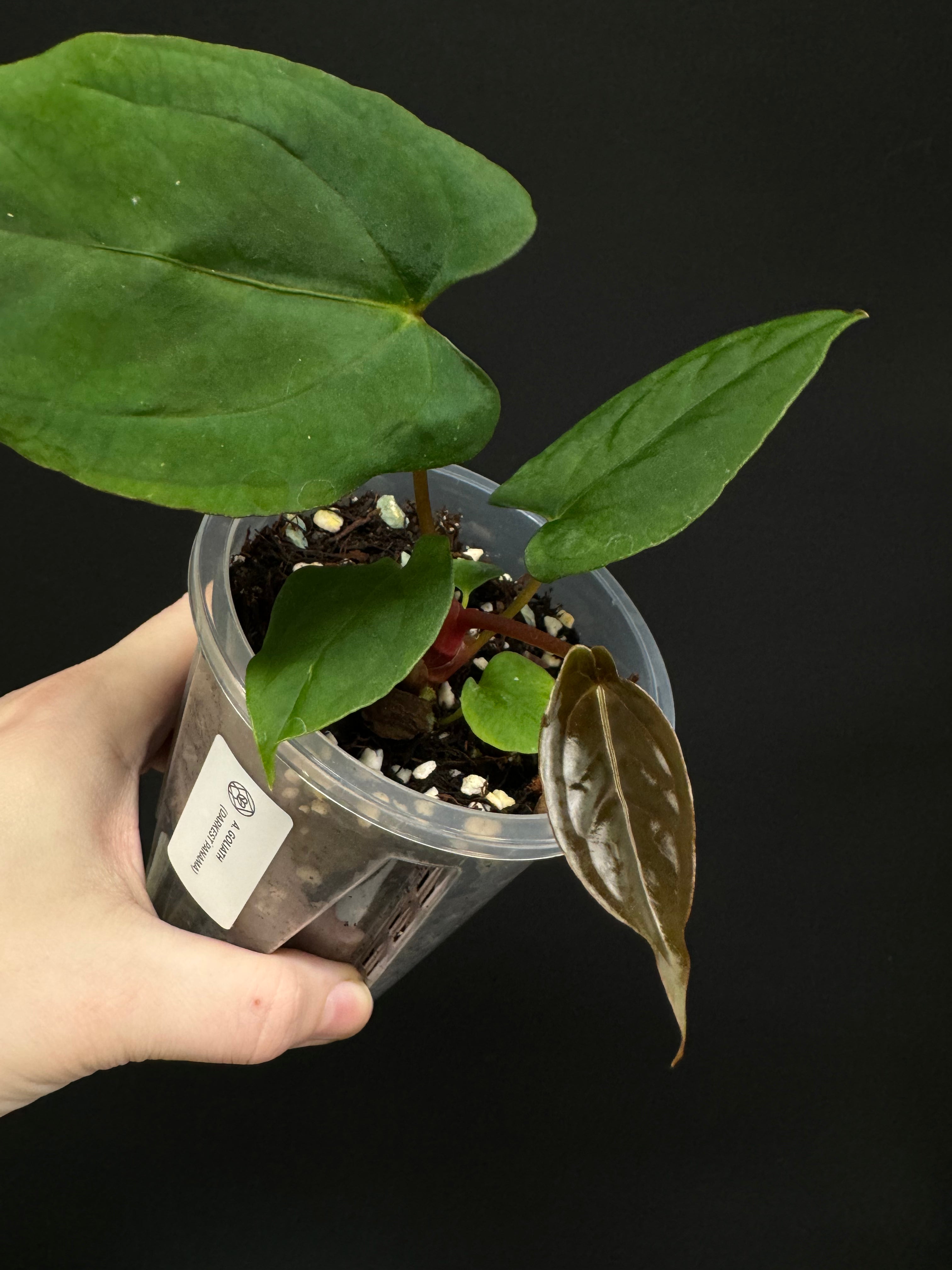 SMUKHI - Aroids And Plant Supplies - Rare Plant Shop
