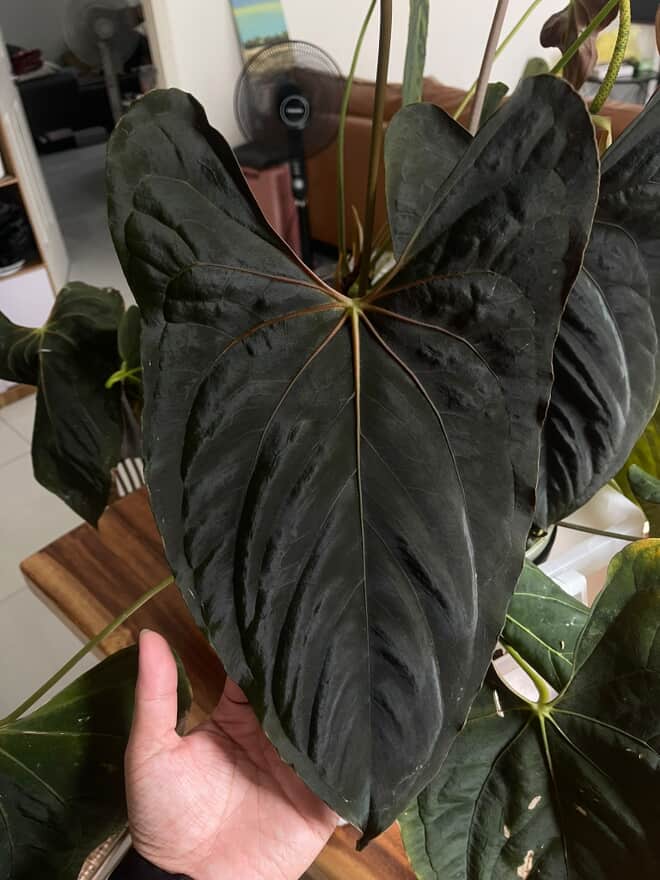 Anthurium (Ralph Lynam x Fort Sherman) x Ralph Lynam S1