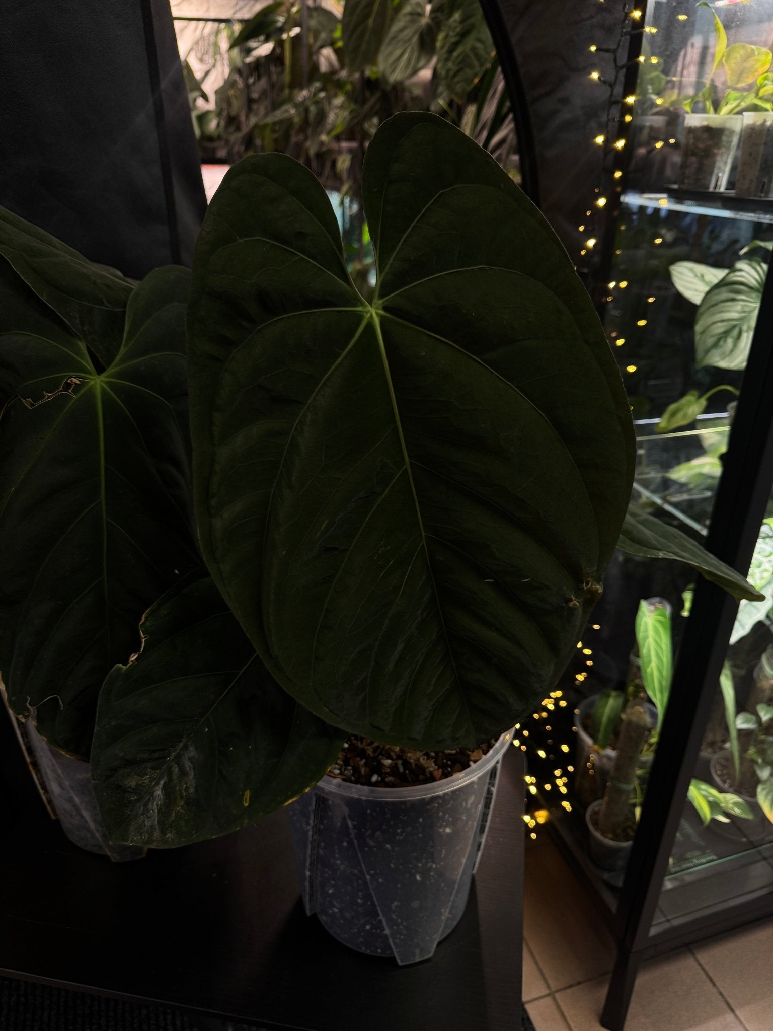 NFS: Anthurium Goliath #2