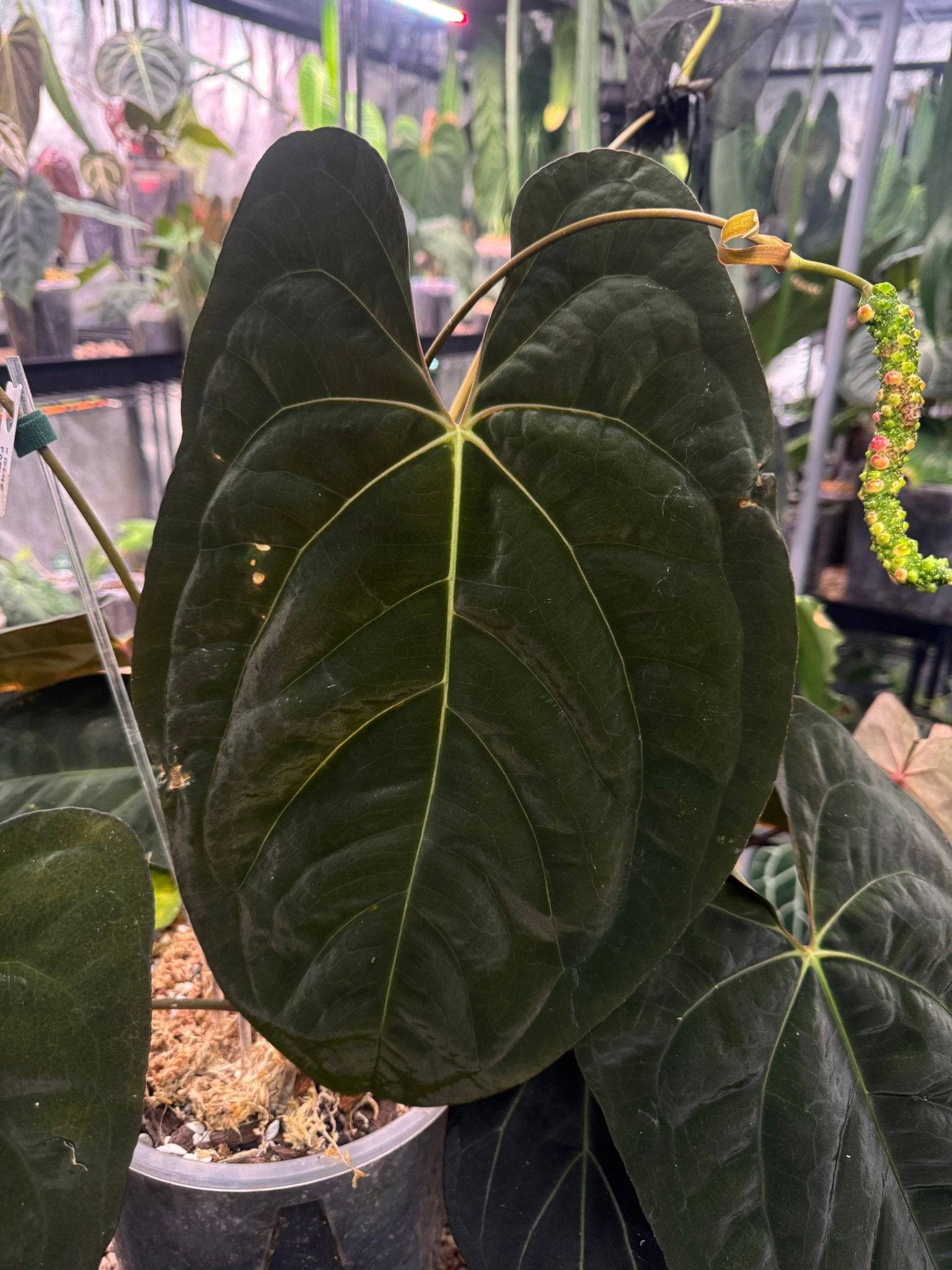 Anthurium (Goliath x Dark Phoenix) x Blue Papillilaminum